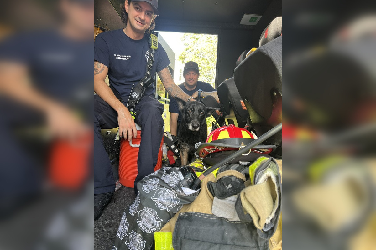 Lost for 5 Years, Bella the German Shepherd Rescued from Fort