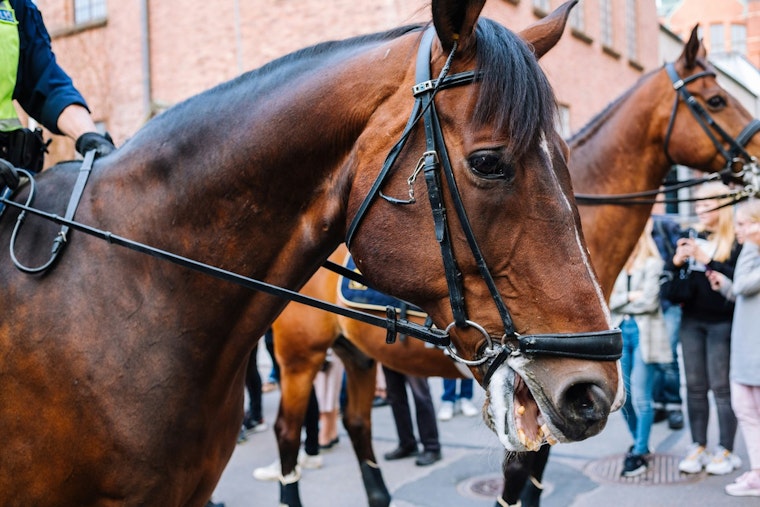 Miami Police Officers and Horses Near Completion of Intensive Mounted