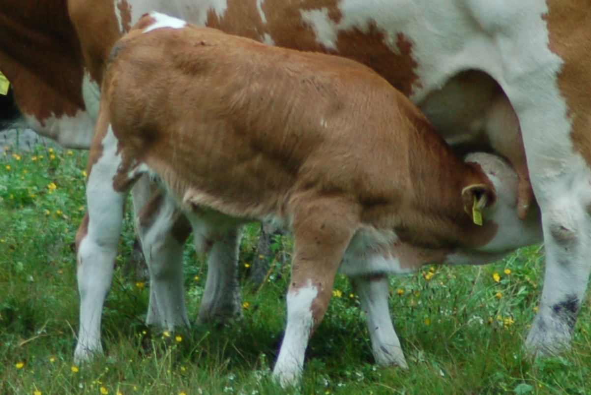 Miracle on the Farm, Premature Twin Calves Cleo and Clover Beat the
