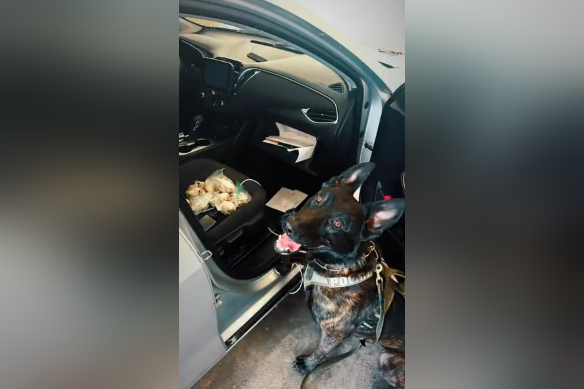 NLVPD K9 Officer Bolt Seizes Over 500 Grams of Illicit Drugs and $26K