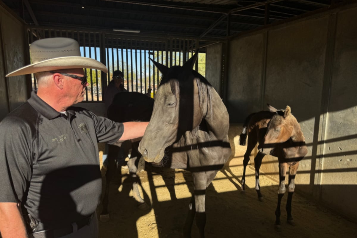 Over 50 Exotic Animals Rescued from Severe Neglect in Rio Verde Amid