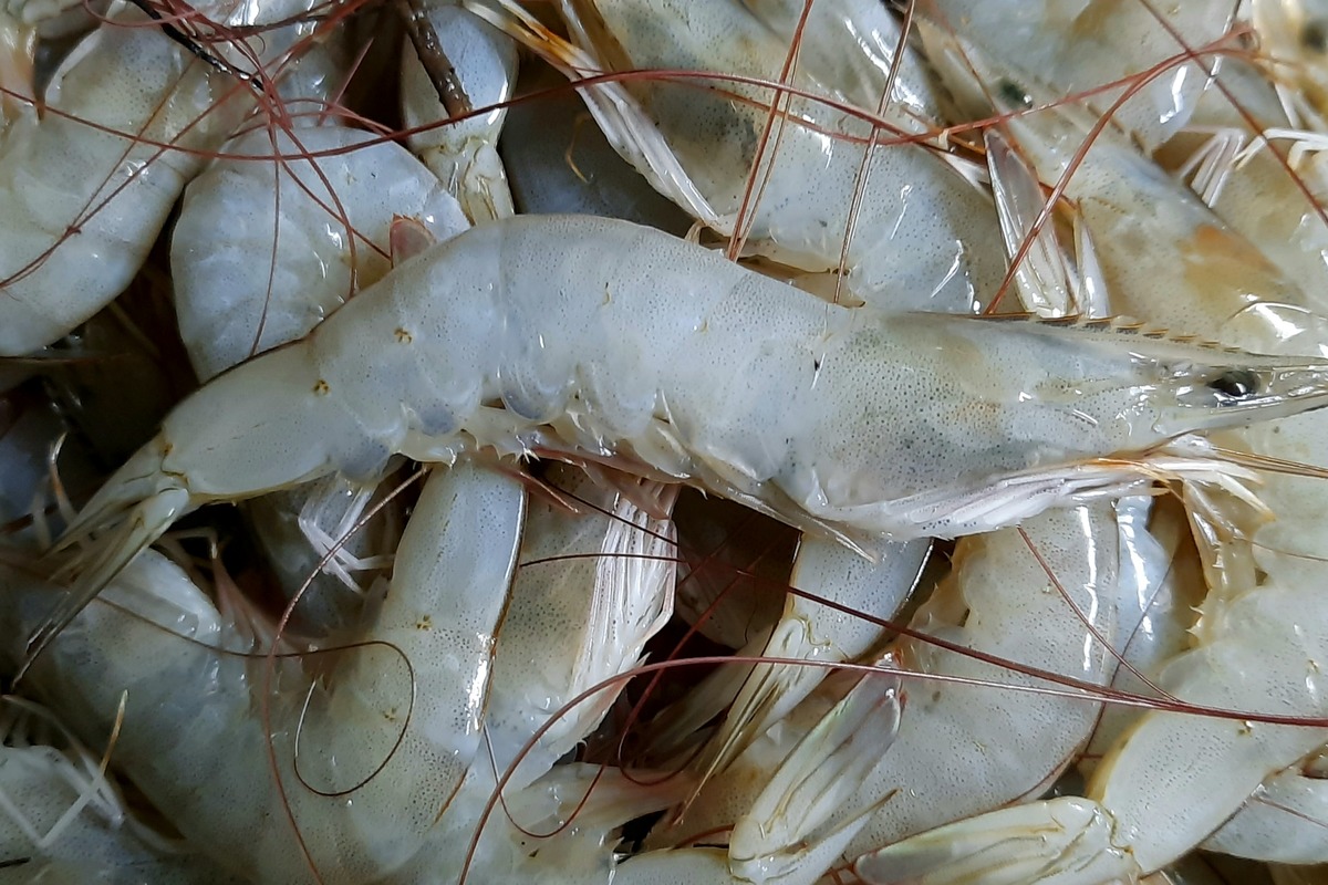 Radioactive Shrimp Scare Triggers Massive Recall in Nine States as FDA
