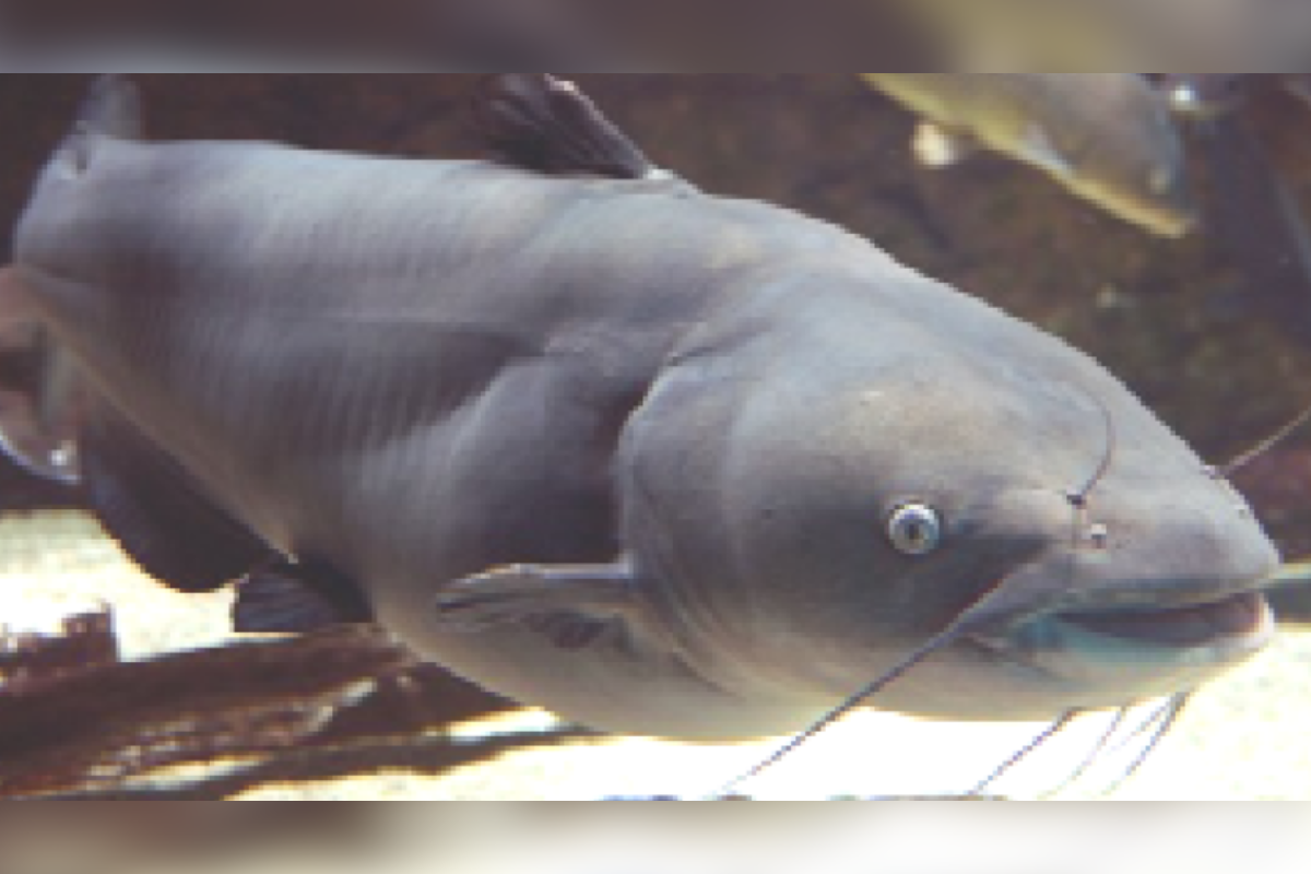 U.S. Government Injects $6 Million to Tackle Invasive Blue Catfish