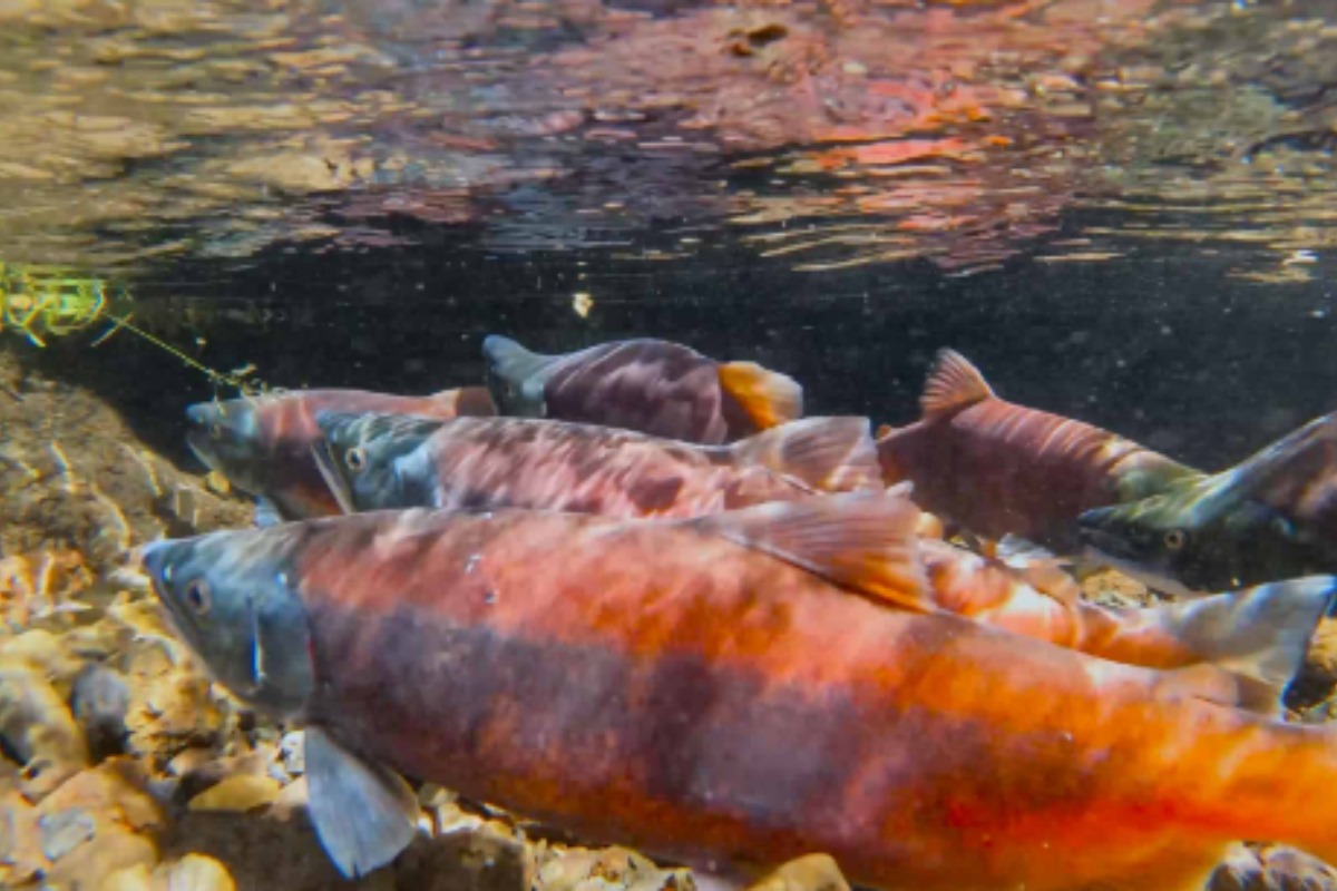 Utah's Spectacular Kokanee Salmon Spawning on Display: Free Public