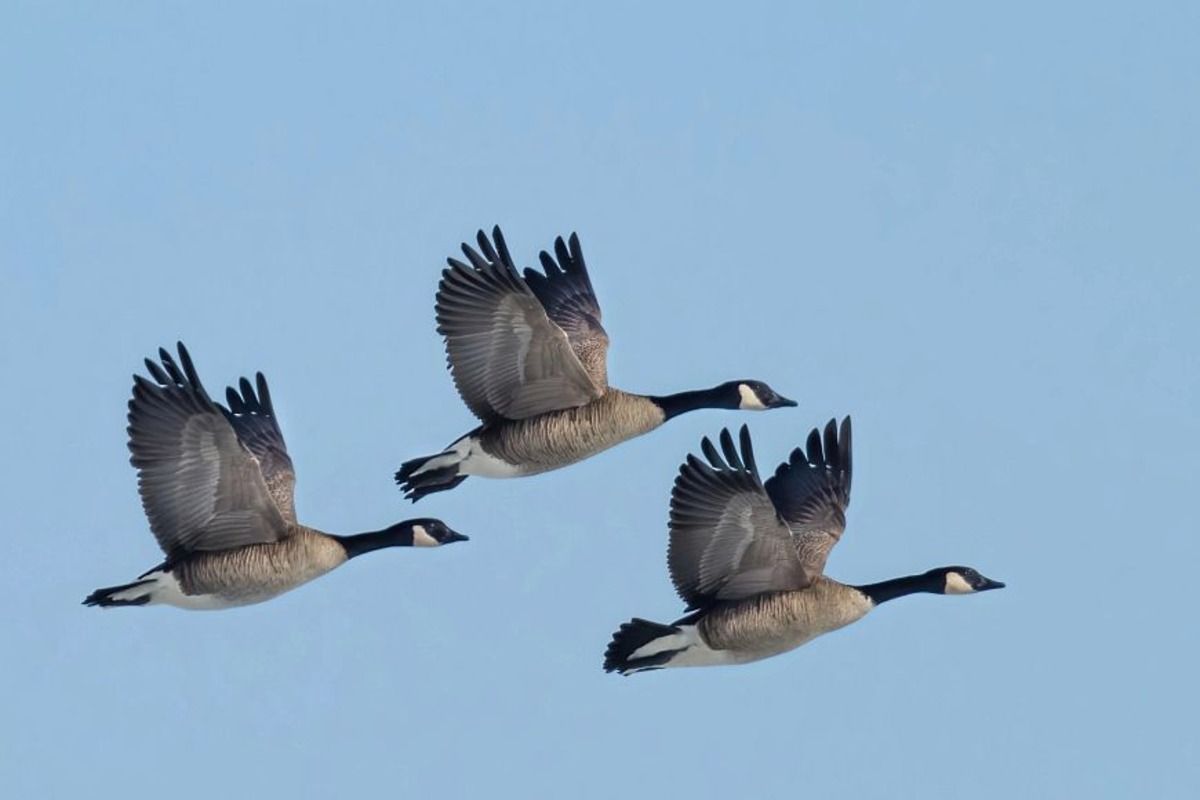 Wisconsin Hunters Gear Up for Early Goose Season with Increased Daily