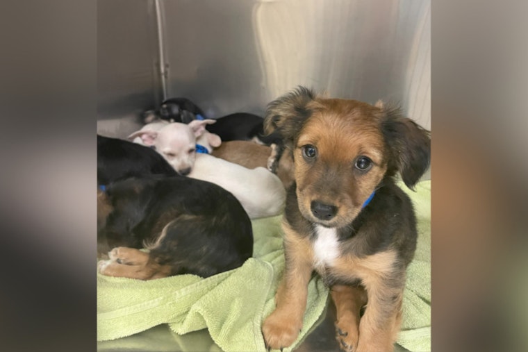 18 Dogs Rescued From Overwhelmed Coachella Property, Riverside County