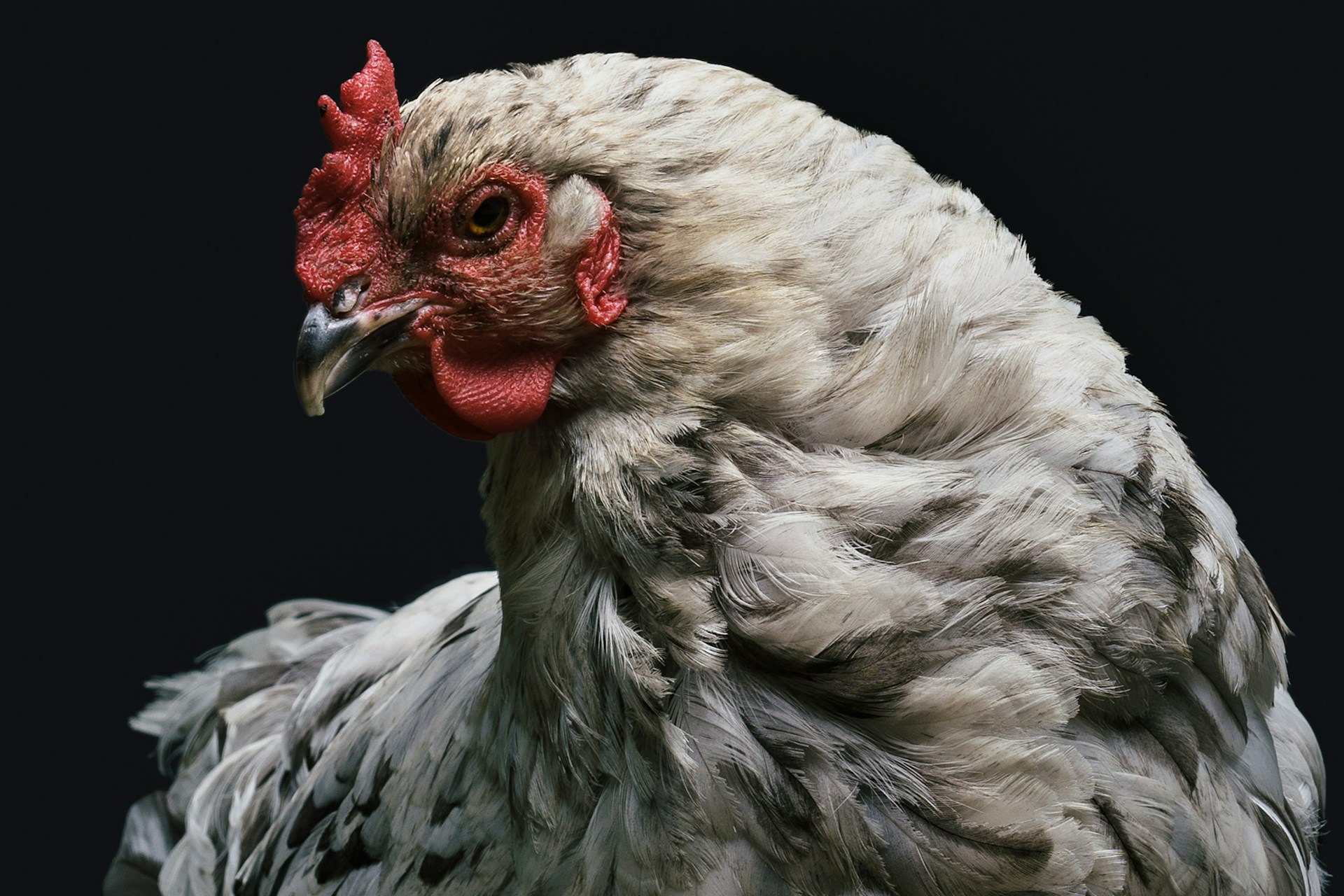 Daring GPS-Powered Chicken Heist Could Put Berkeley Activist in Prison