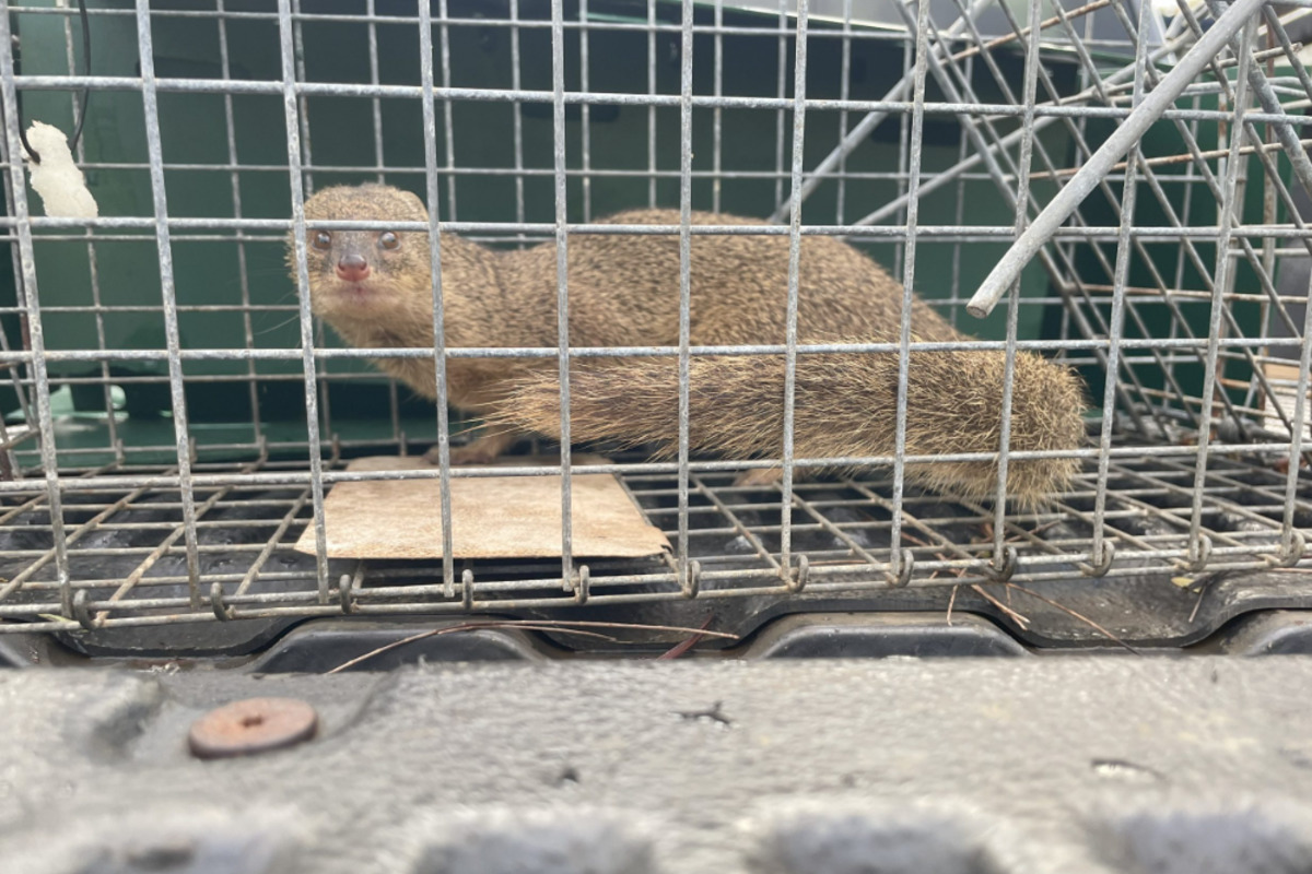 Kaua‘i Invasive Species Committee Captures Sixth Mongoose Since 2012