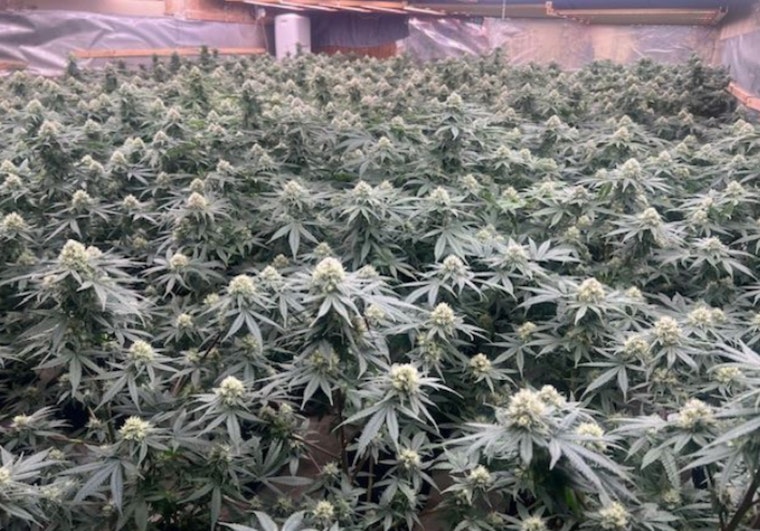 Lake Elsinore Authorities Raid and Dismantle Illegal Marijuana Farm,