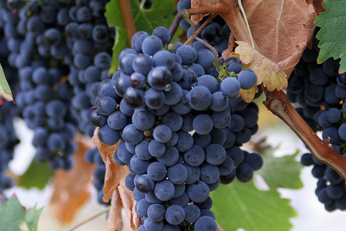 Lodi Grape Festival Celebrates 80+ Years of Wine, Family, and