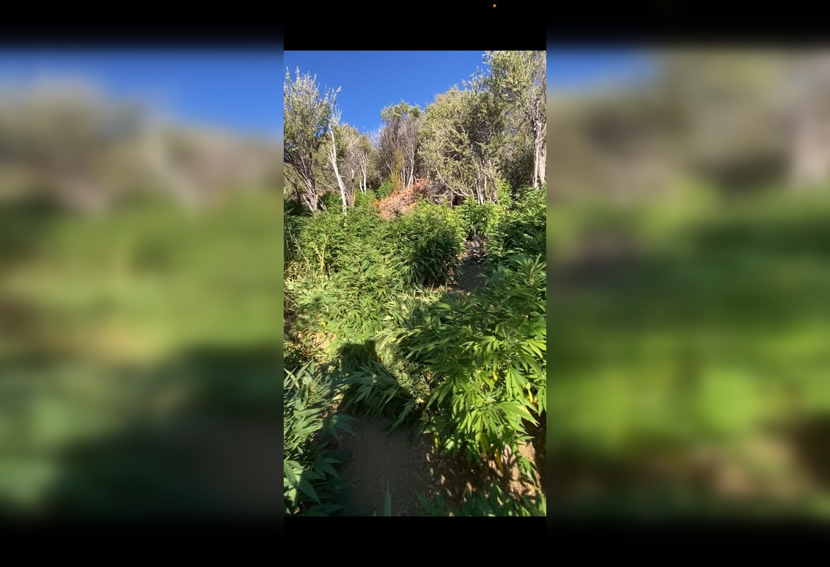 Multi-Agency Task Force Dismantles $2M Illegal Marijuana Grow in Los