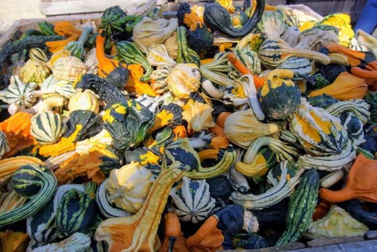 Ohio State University Pioneers Speedier Conversion of Food Waste to