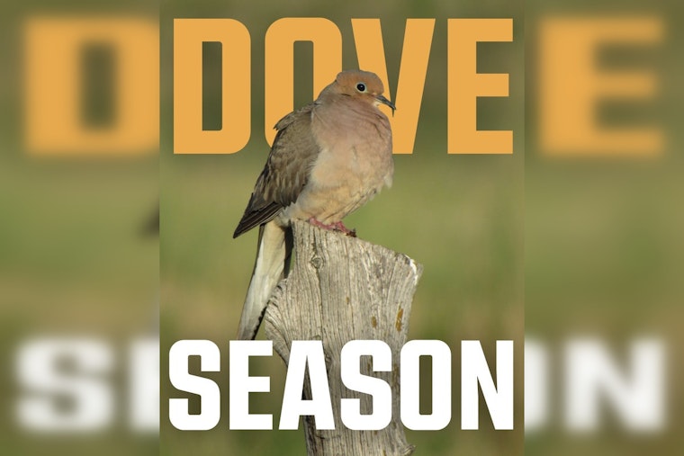 Oklahoma's Dove Hunting Season Takes Flight with Promising Increase in