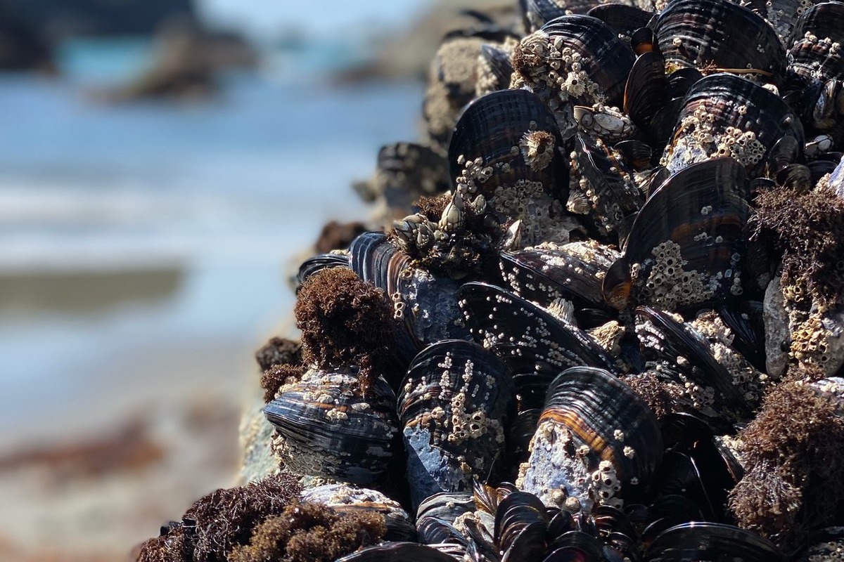 Oregon Authorities Impose Mussel Harvesting Ban Along Central and