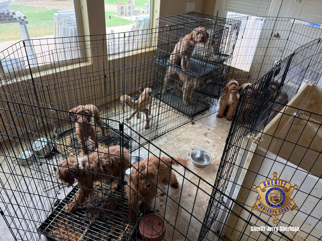 Over 70 Dogs Rescued from Suspected Breeding Operation in Litchfield