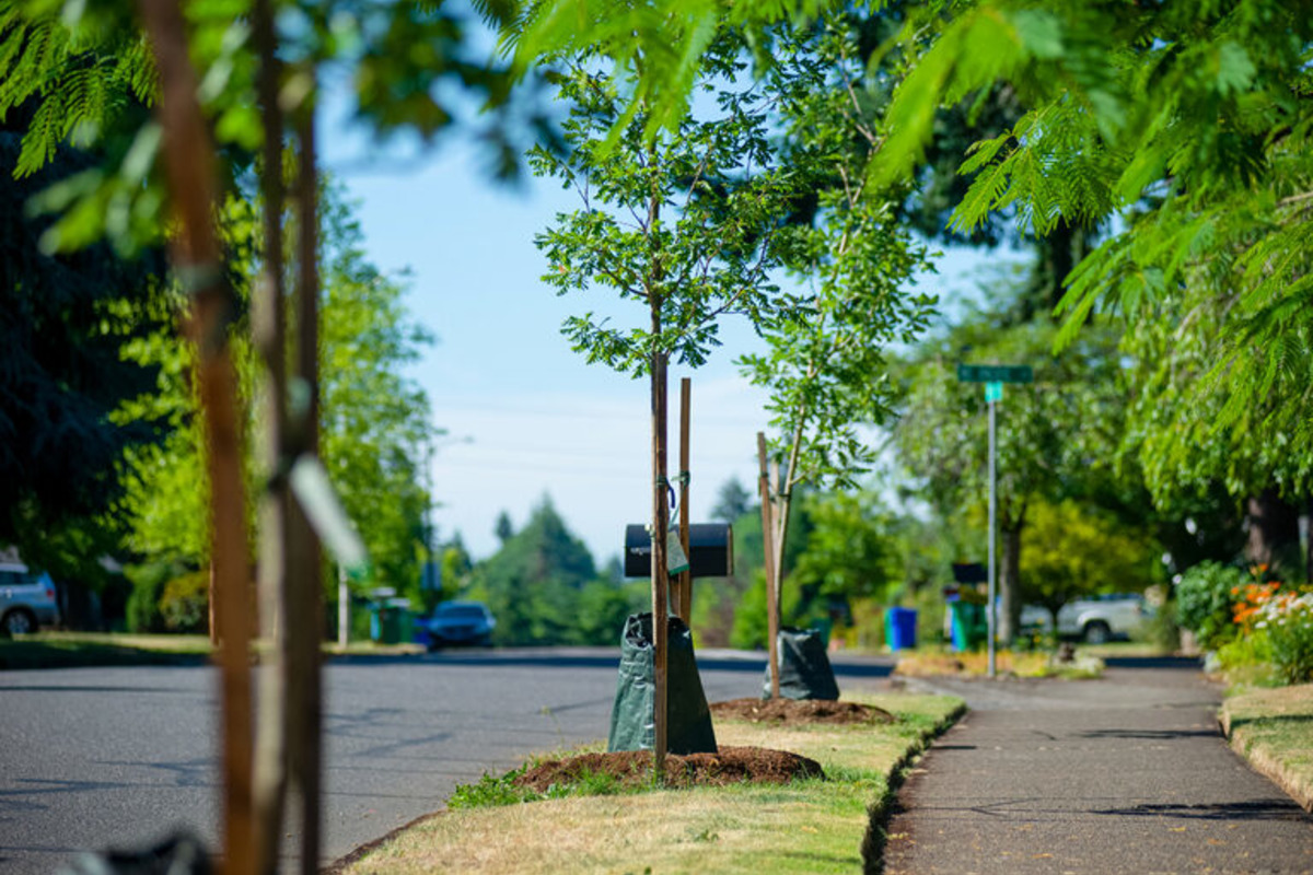 Portland's Urban Canopy Flourishes with 15% Increase in Street Trees