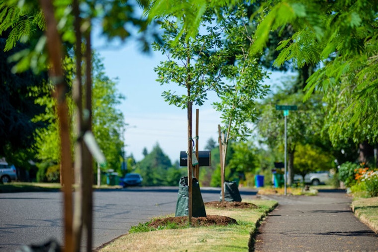 Portland's Urban Canopy Flourishes with 15% Increase in Street Trees