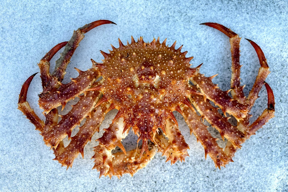 Puget Sound Winter Crabbing Season Set to Begin October 1st with High