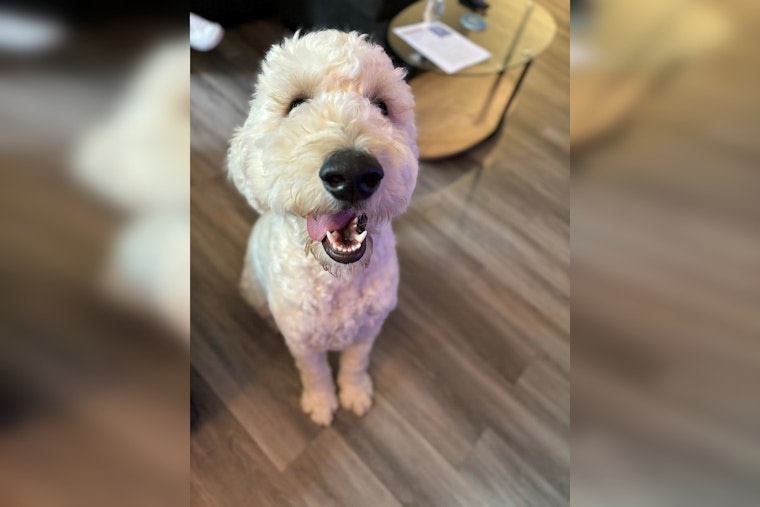 Rancho Cordova's ASAP Program Aids in Recovery of Local Dog, Bentley,