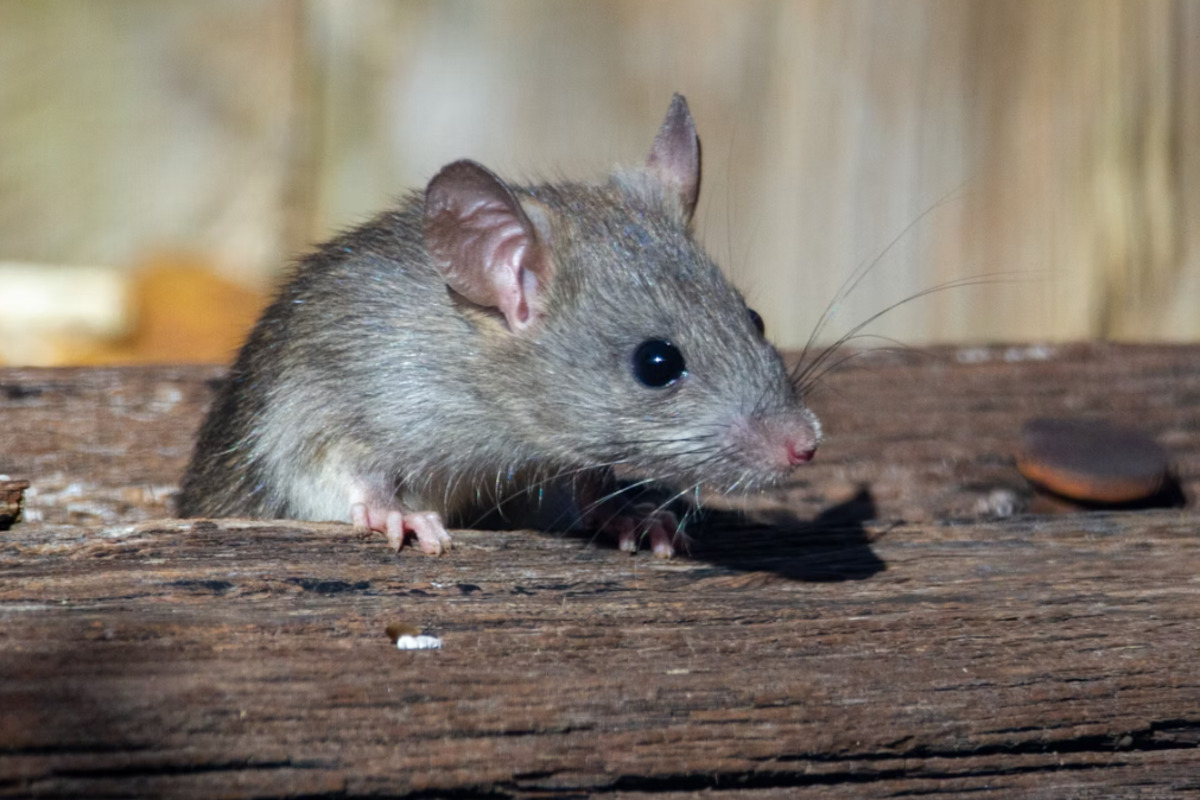 Rat Infestation at Central Park Playgrounds Horrifies Parents, NYC's