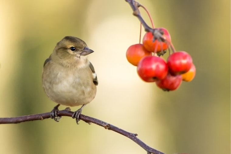 Revolutionary 'BIRDBASE' Dataset Unveiled by Conservation Biologist
