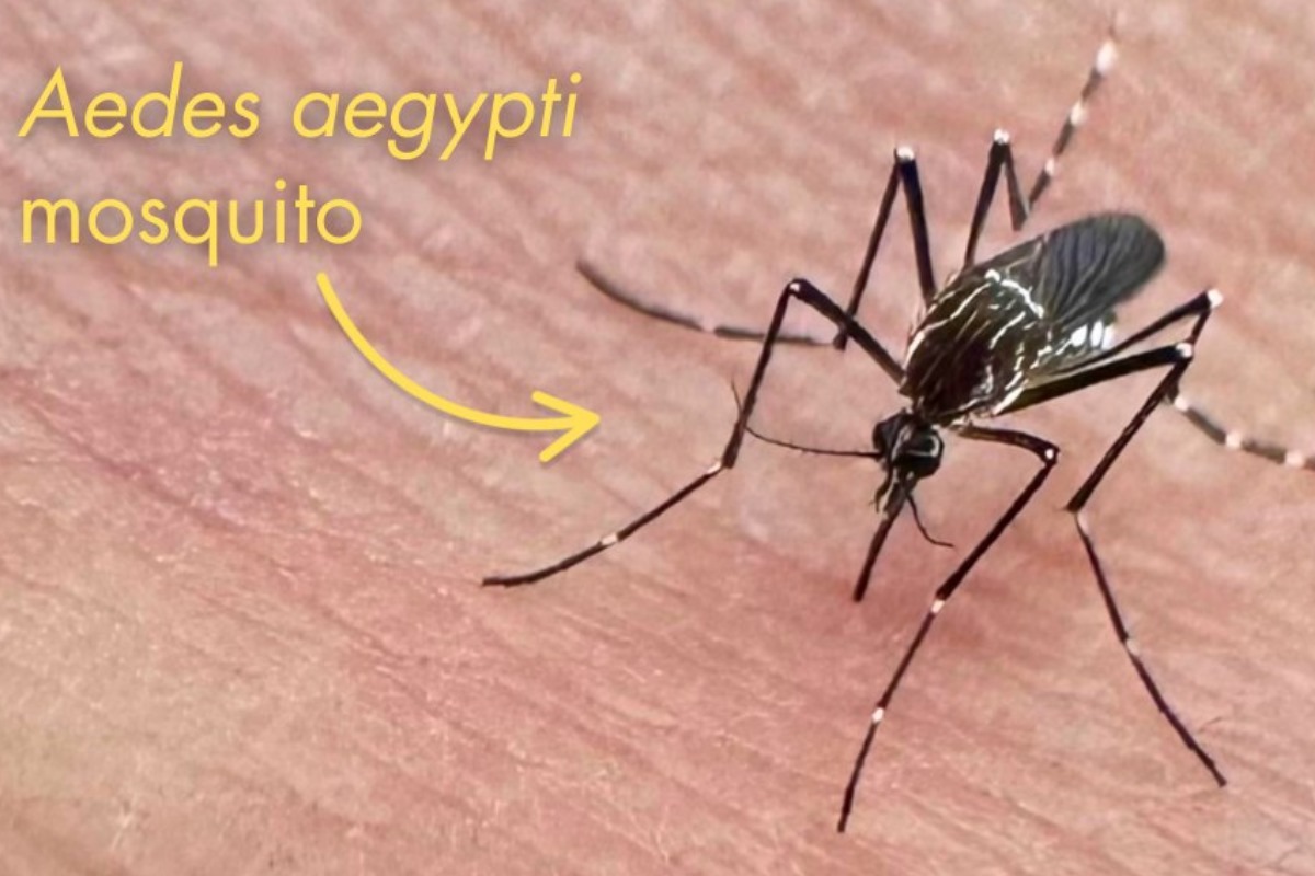 Santa Clara on Alert as Invasive Mosquitoes Pose Renewed Health Threat