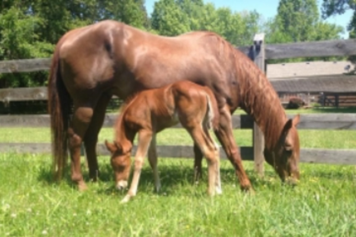 Tennessee Agricultural Enhancement Program Extends Support to Equine
