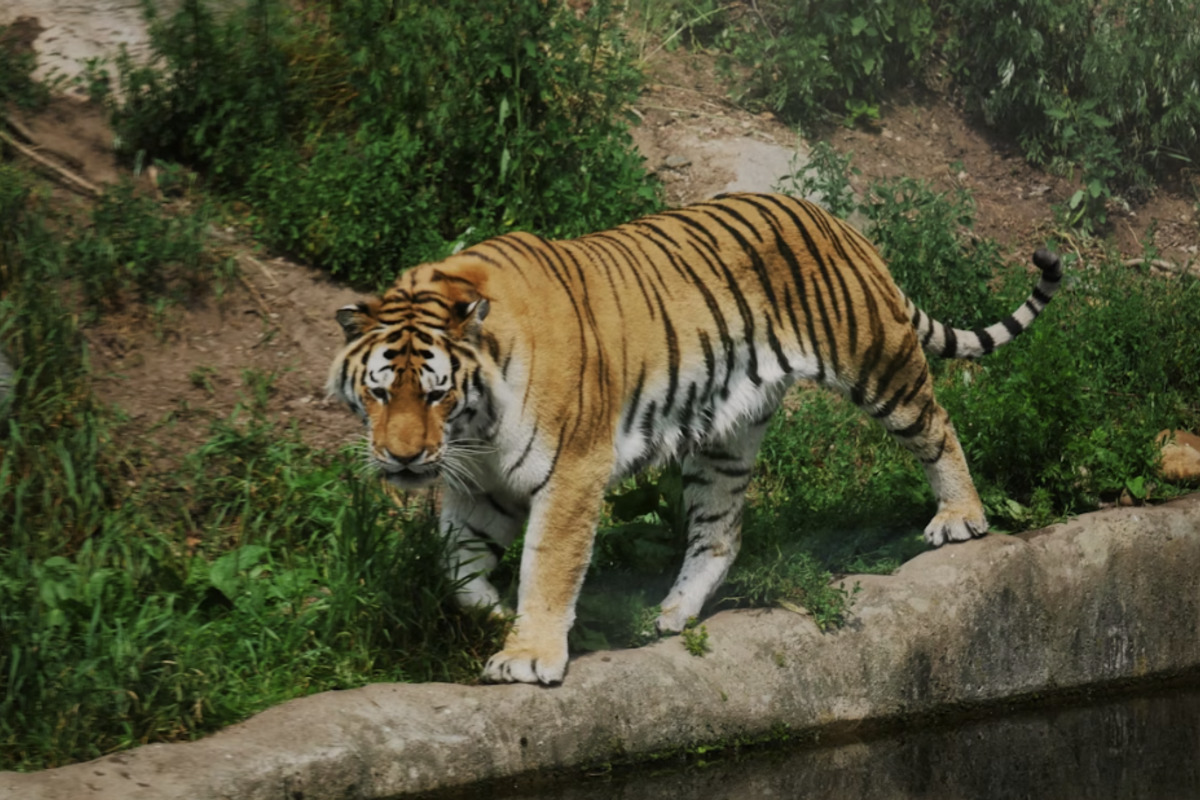 Tiger Preserve Caretaker Fatally Injured in Oklahoma, Facility Honors