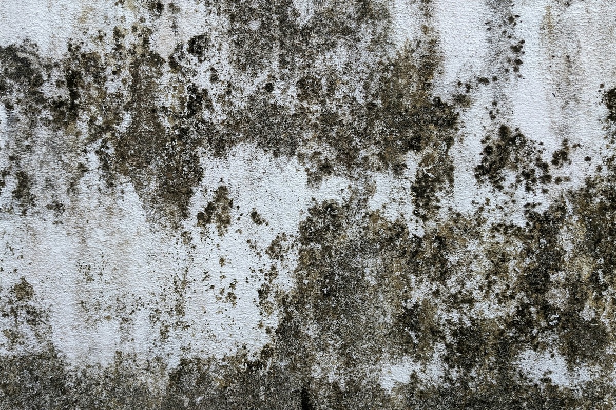Chicago Mom Says Moldy Albany Park Unit Is Making Kids Sick