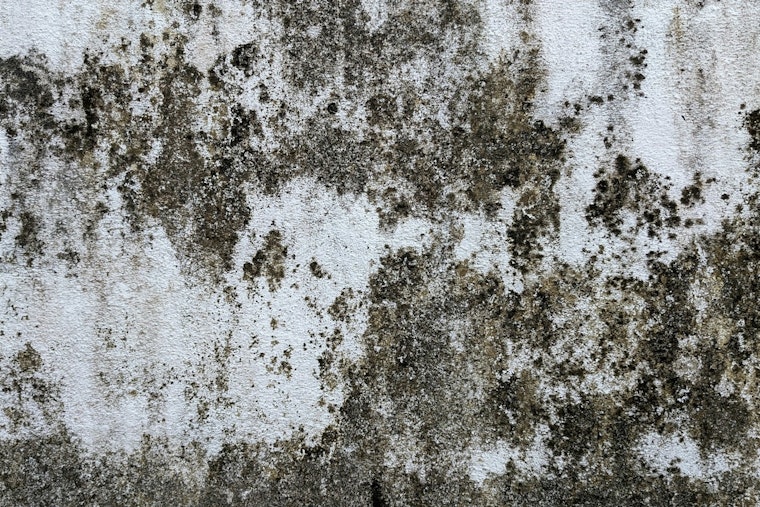 Chicago Mom Says Moldy Albany Park Unit Is Making Kids Sick