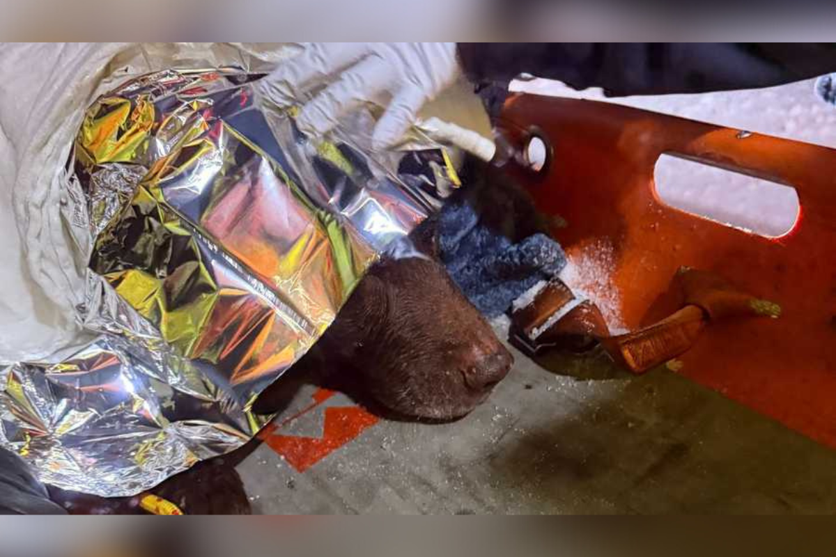 Anne Arundel County Fire & Rescue Save Chocolate Lab from Icy Peril on