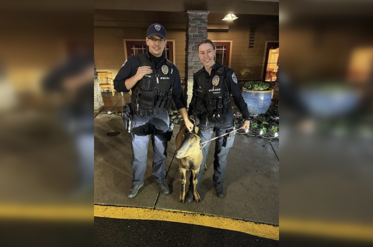 Auburn's Fugitive Goat Ruby Wins Hearts After Comical Police Encounter