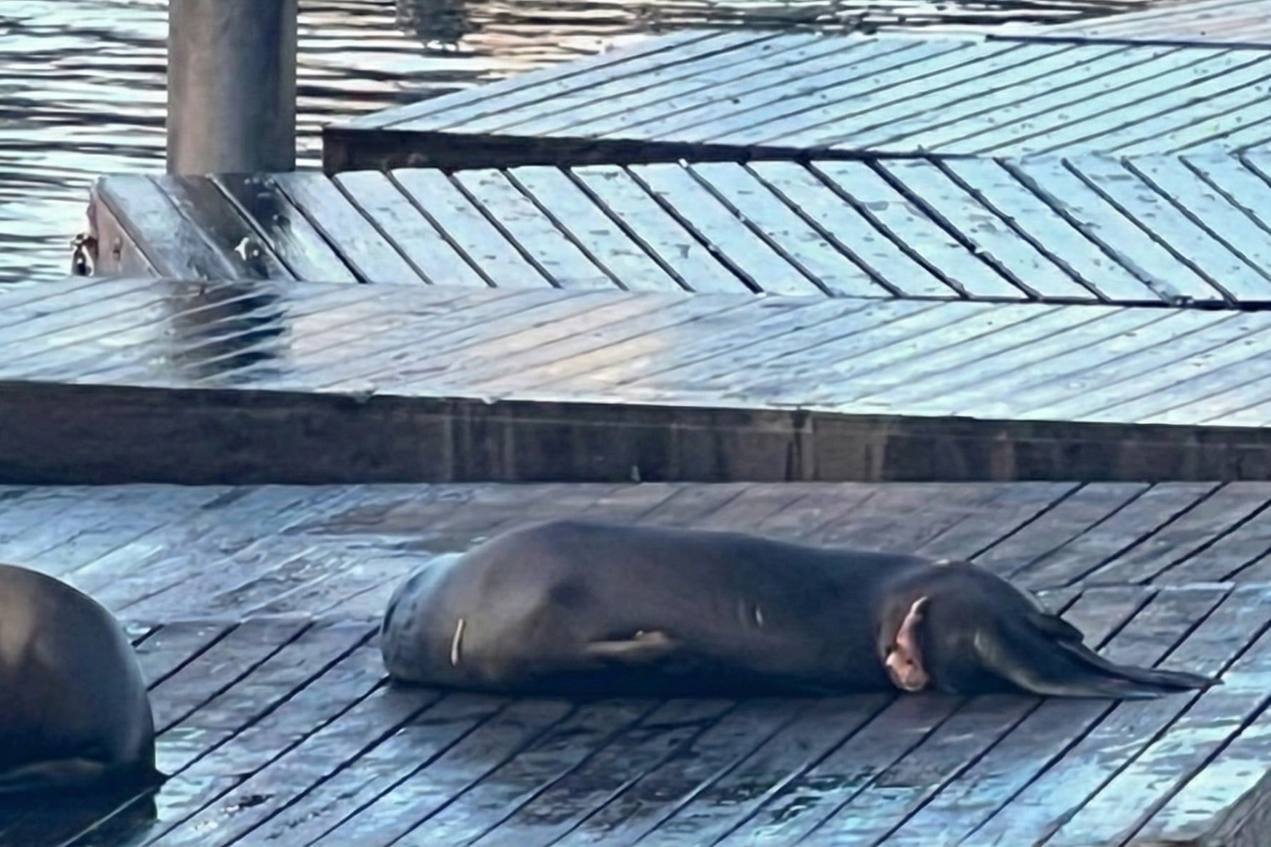 Injured Pier 39 Sea Lion May Be Shark Bite, Marine Mammal Center Says