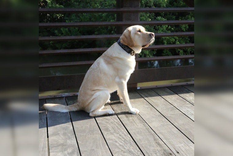 Boone the Chicago K-9 Finds Hidden Tech in Abuse Cases