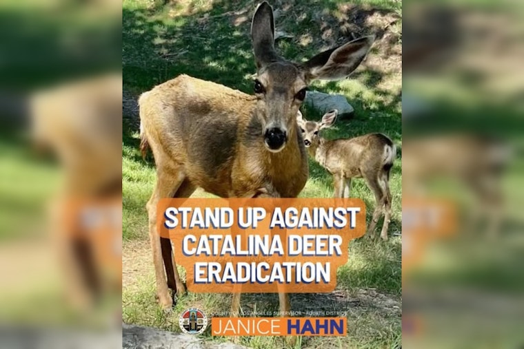 Hahn Opposes Catalina Deer Removal Plan
