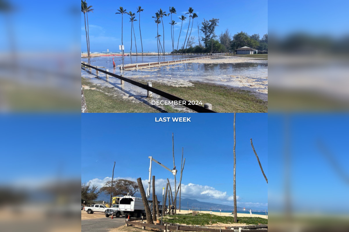 Climate Change Forces Removal of 18 Coconut Trees at Baldwin Beach