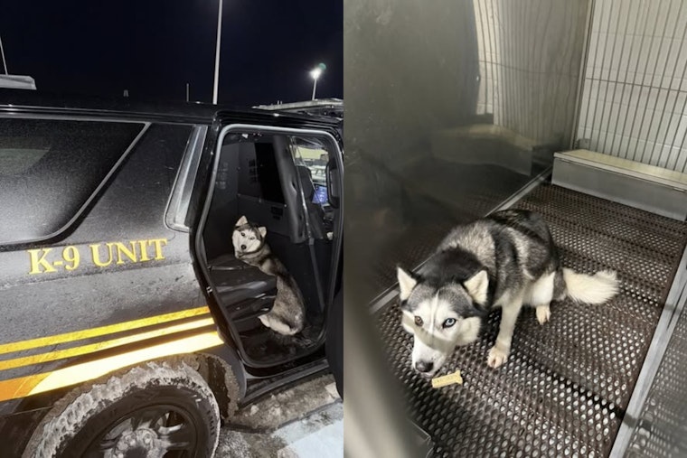 Elyria Sheriff's Office Seeks Owner of Lost Husky Found Near Westway