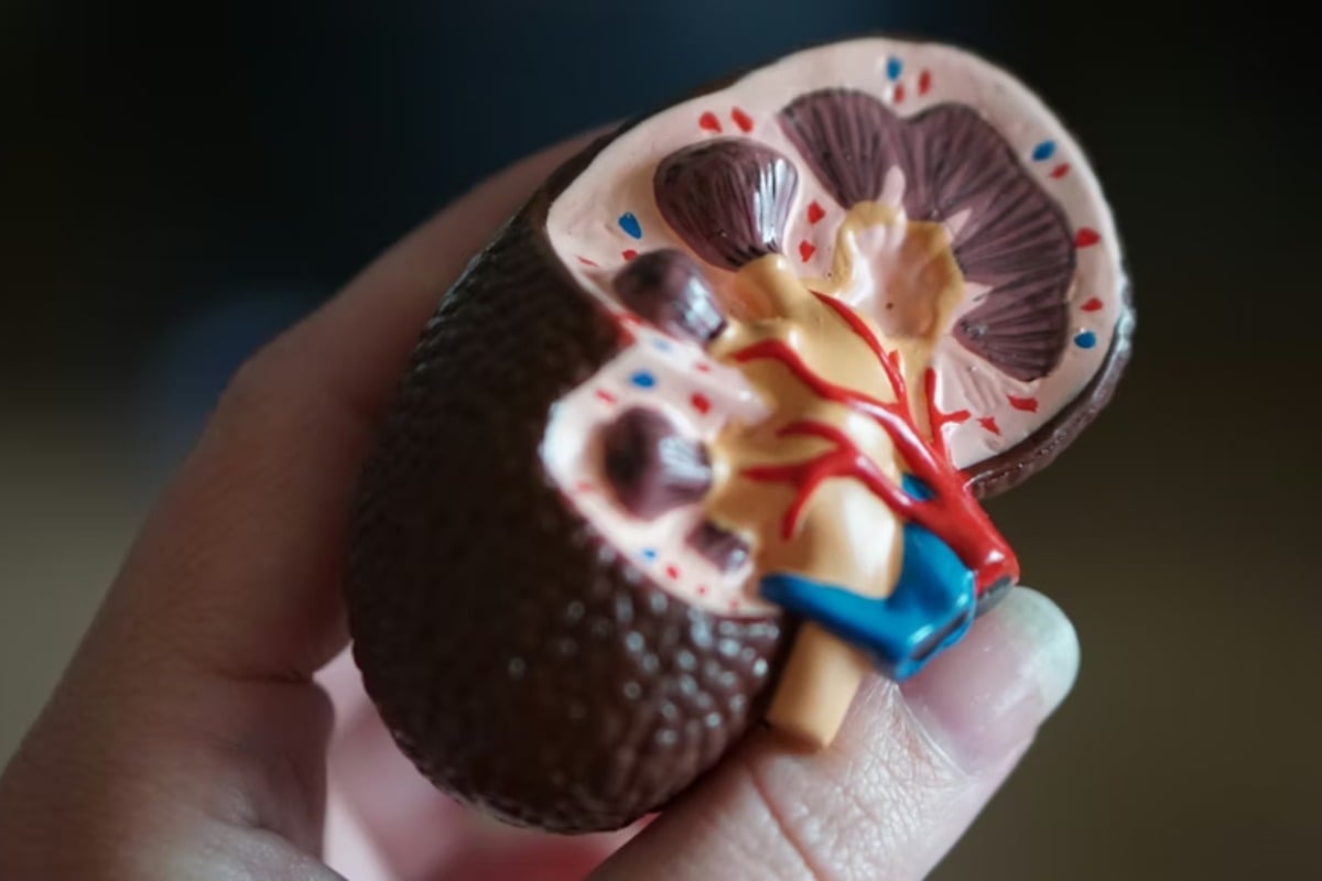 FDA Approves New Arsenal of Kidney Disease Drugs in 2025: University