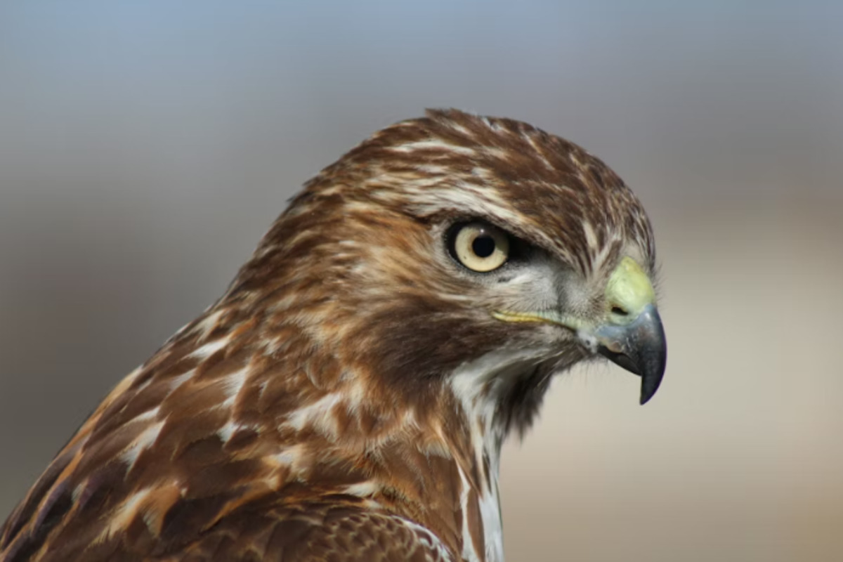 Feisty Phoenix Hawk 'Feral' Put Down After Suspected Power-Line Shock