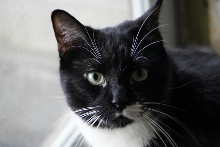 Flushing Woman's Relentless Search for Beloved Cat Missing at JFK