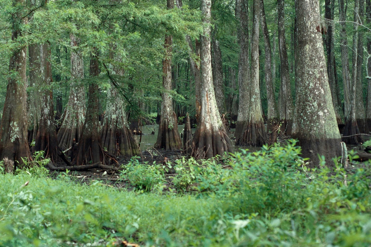 Four Rescued from Bayou Cocodrie in Louisiana After Boat Capsizes,