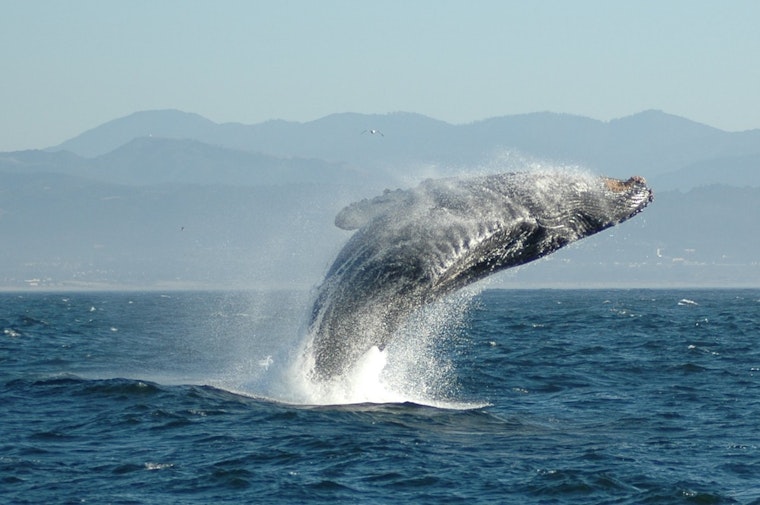 Maui Mariners On Alert For Emaciated Humpback Whale