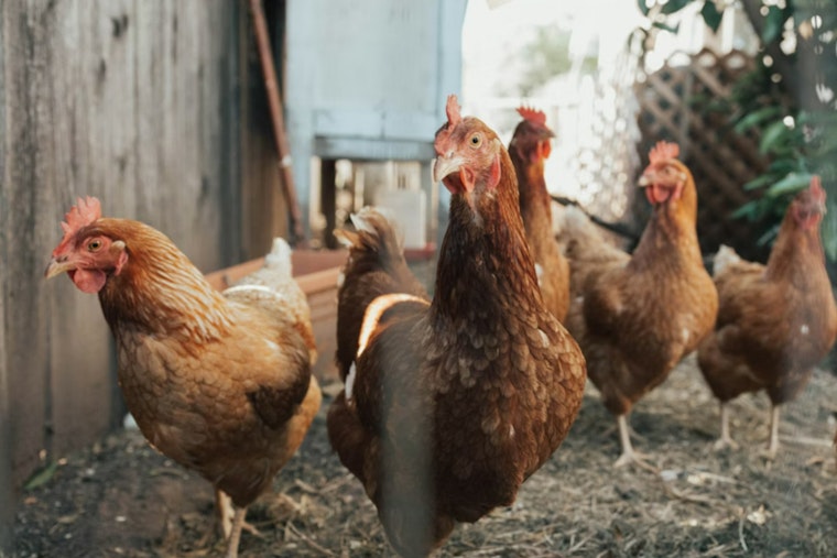 Georgia Confirms First 2026 Case of Avian Flu in Walker County Poultry