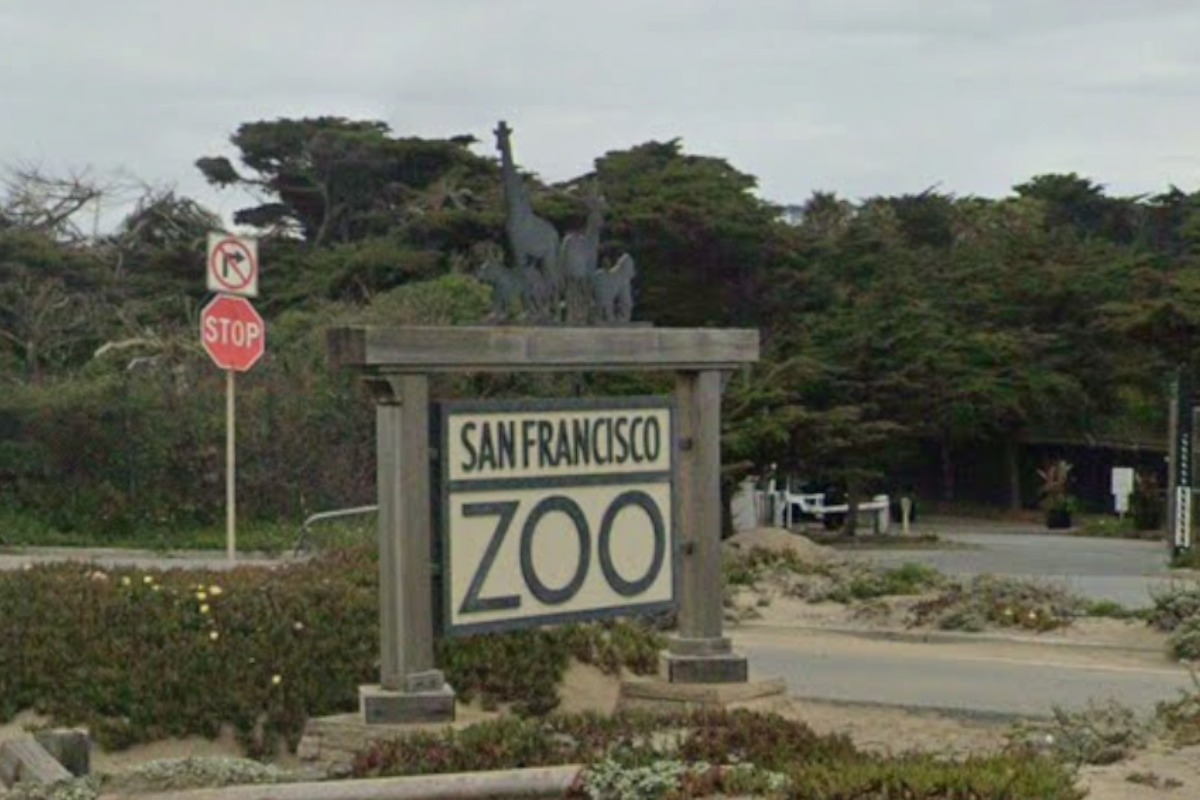 Heartbreak at SF Zoo as Staff Say Goodbye to Elder Lemur and Spotted