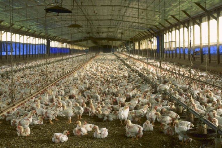 Highly Pathogenic Avian Influenza Strikes Again in Walker County,