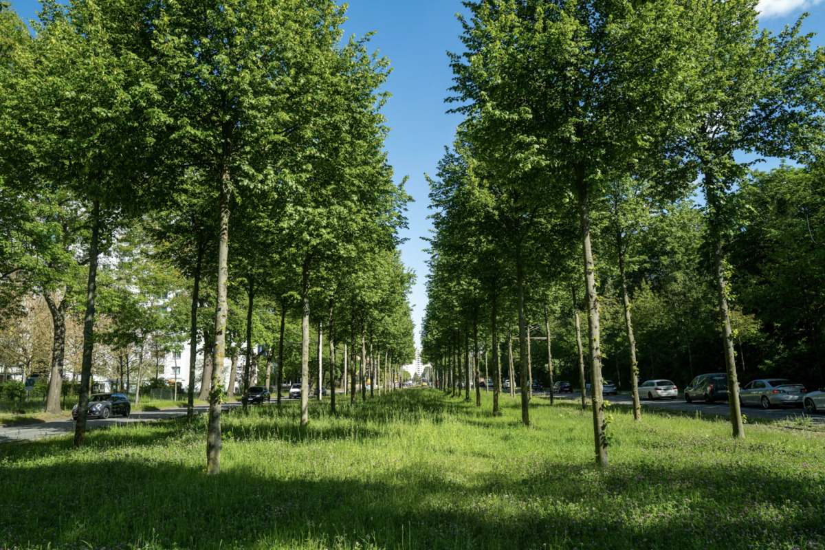 Homestead Secures $49,500 Grant for Urban Tree Reforestation Project