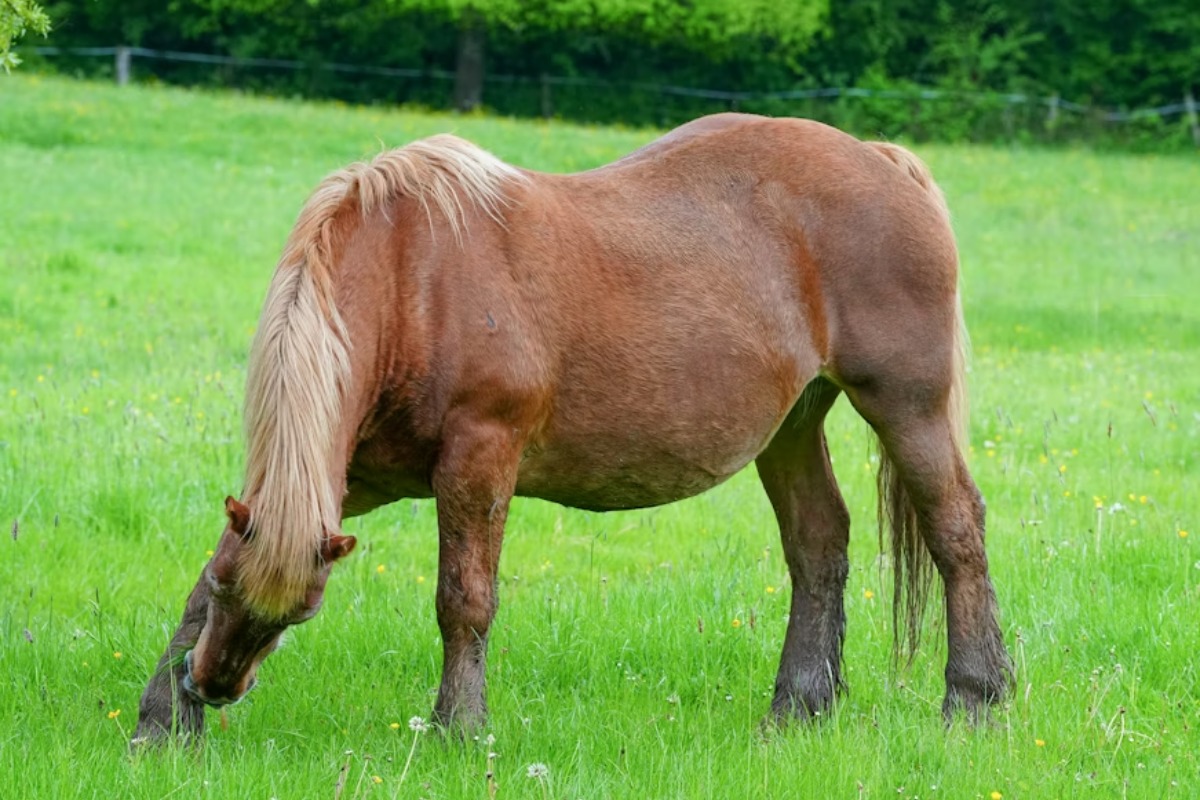 El Paso Officials Push Back Over Horse Virus Rumors