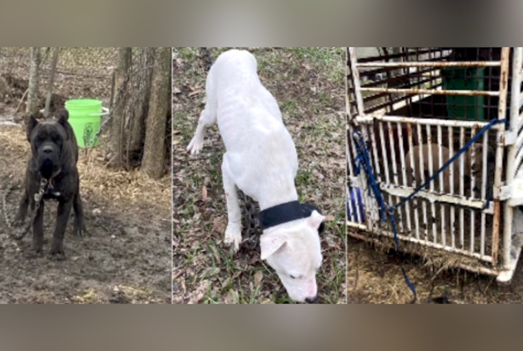 Houston Authorities Rescue Three Dogs Amid Winter Freeze, Fourth