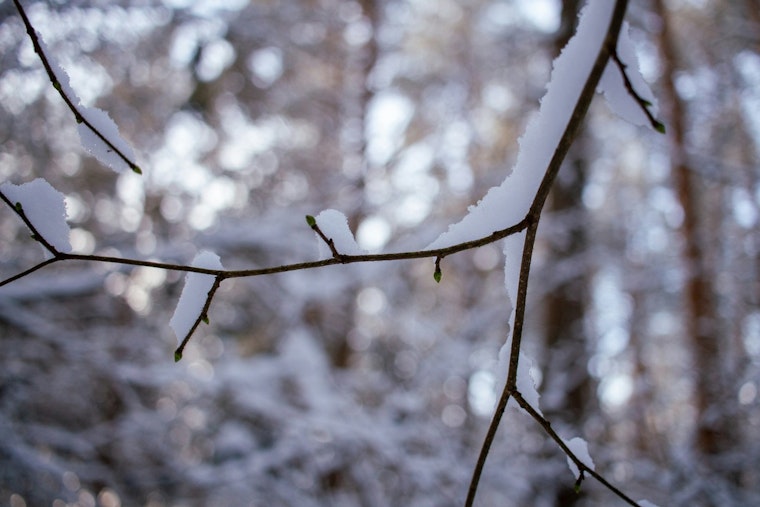 Indianapolis Braces for Mixed Rain and Snow Showers with Gusty Winds
