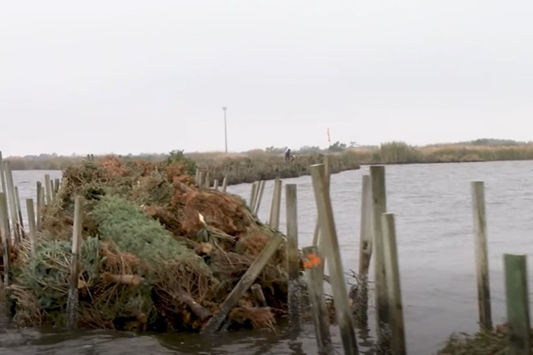 Jefferson Parish Residents Unite to Turn Christmas Trees into Coastal